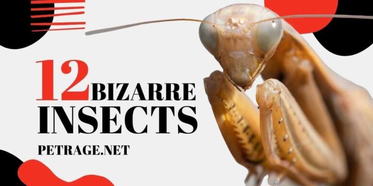 12 Bizarre Insects Listl - PETRAGE