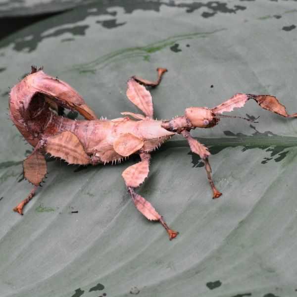 12 Bizarre Insects Listl - PETRAGE