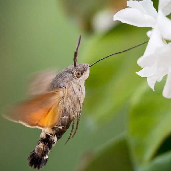 12 Bizarre Insects Listl - PETRAGE