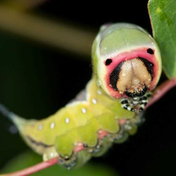 12 Bizarre Insects Listl - PETRAGE