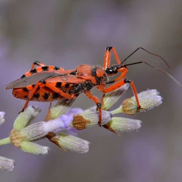 12 Bizarre Insects Listl - PETRAGE