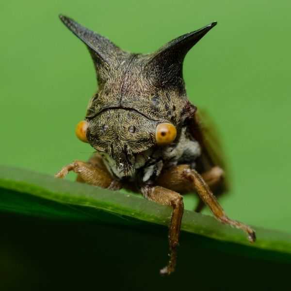12 Bizarre Insects Listl - PETRAGE