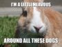 Rabbit Dog Meme