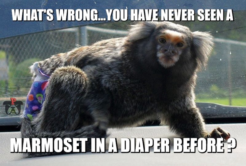 Marmoset in a Diaper Meme - PETRAGE