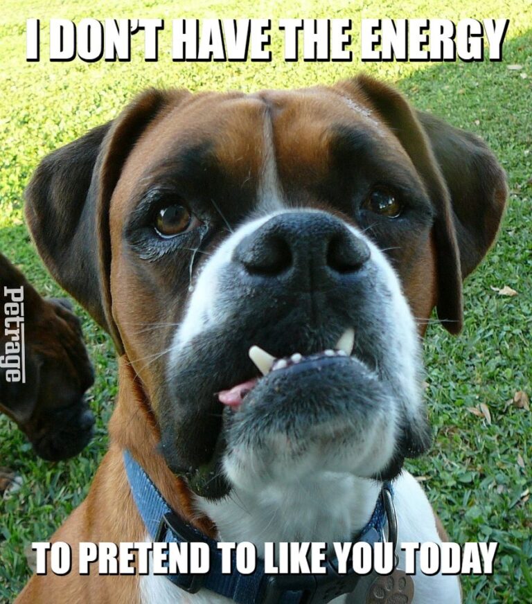 Funny - Sarcastic - Shocking Dog Memes