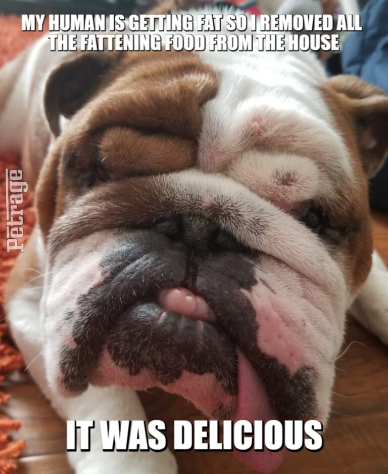 Sarcastic Boxer Dog Lazy Weekend Meme - PETRAGE