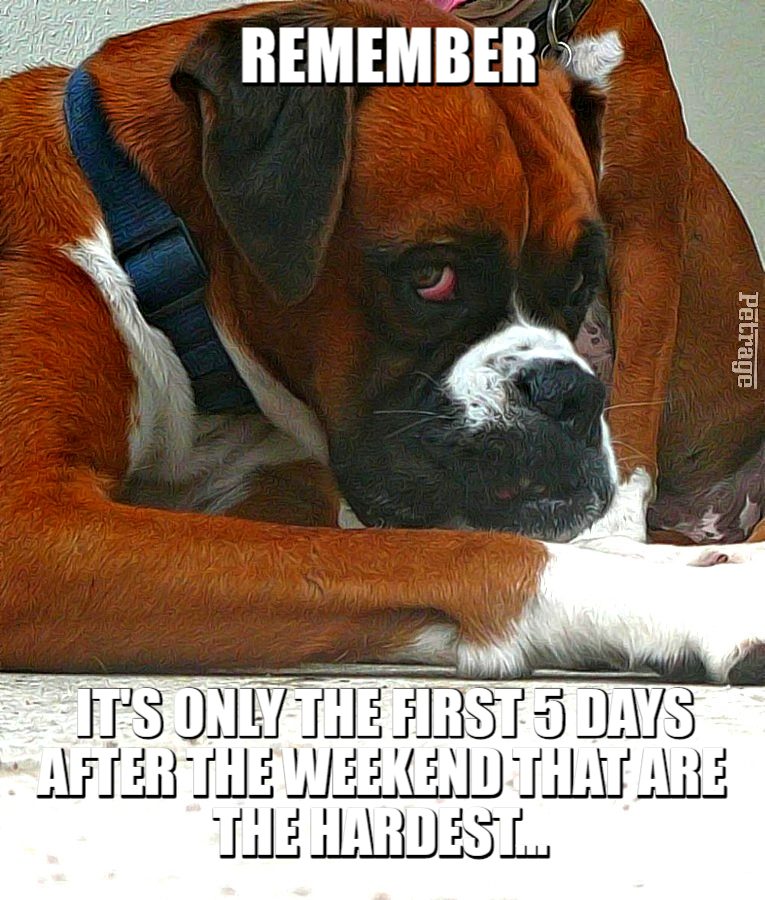 Sarcastic Boxer Dog Bath Meme - PETRAGE