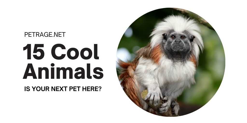 15 Cool Animals-Your Next Pet?