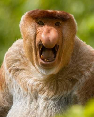 15 Cool Animals-Your Next Pet?