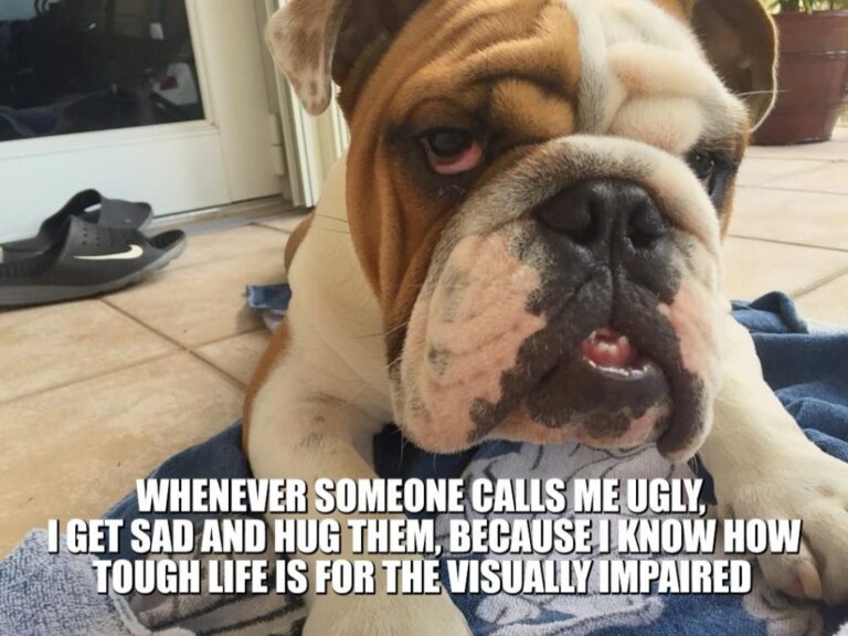 Beautiful Buddy the Bulldog Meme - PETRAGE