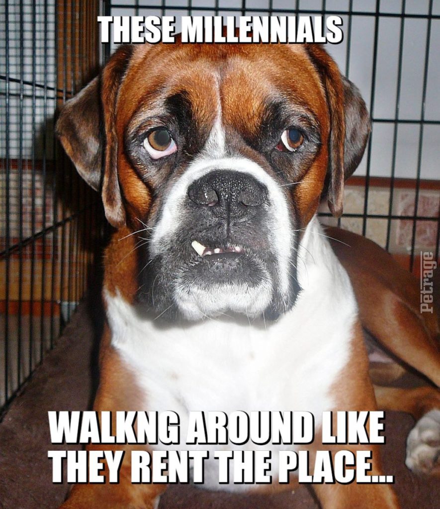 Funny - Sarcastic - Shocking Dog Memes