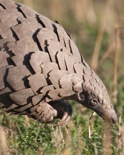 15 Cool Animals-Your Next Pet?