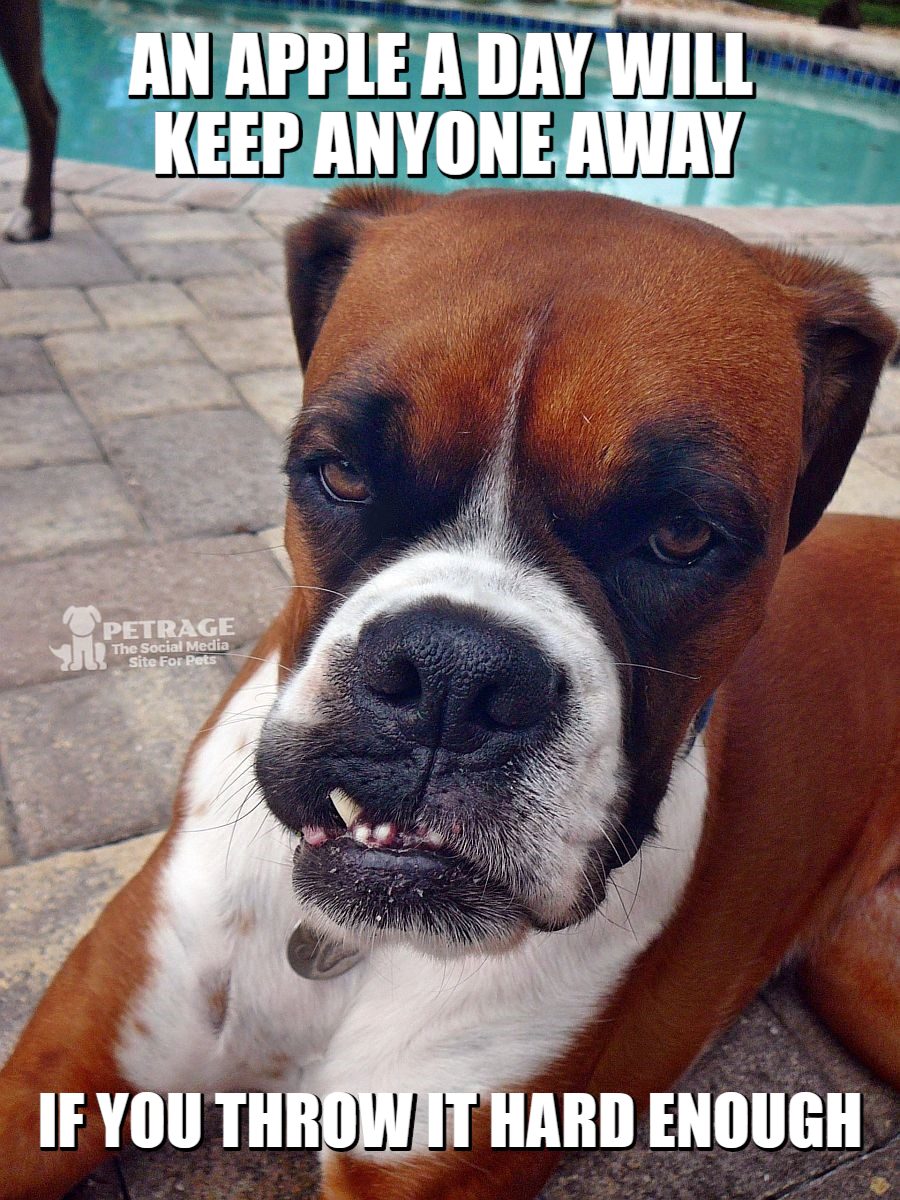 The Sarcastic Boxer Dog Meme-I like Apples - PETRAGE
