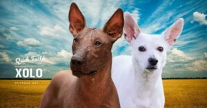12 Interesting Facts About Xoloitzcuintli