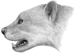 13 Interesting Facts About Chow Chows