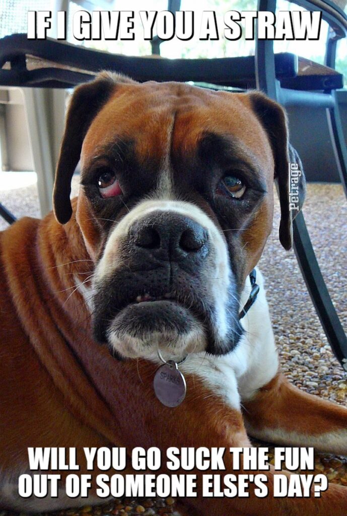 Sarcastic Boxer Dog Erasing Your Memory Meme-PETRAGE