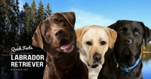 13 Interesting Facts about Labrador Retrievers