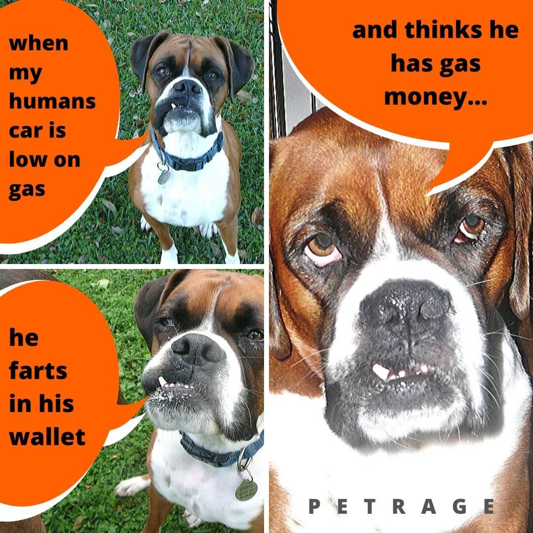 Sarcastic Boxer Dog Meme Gas Money PETRAGE