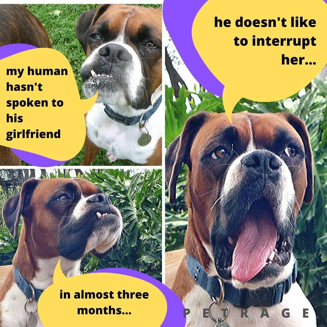 The Sarcastic Boxer Dog Rips My Girlfriend Meme - PETRAGE
