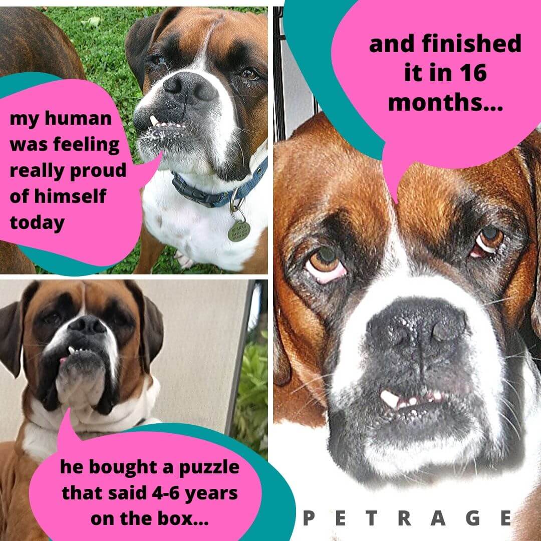 The Sarcastic Boxer Dog Rips My Girlfriend Meme - PETRAGE