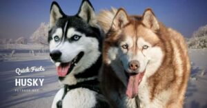 13 Interesting Facts About Siberian Huskies
