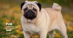 Pug Dog Breed Quiz - PETRAGE
