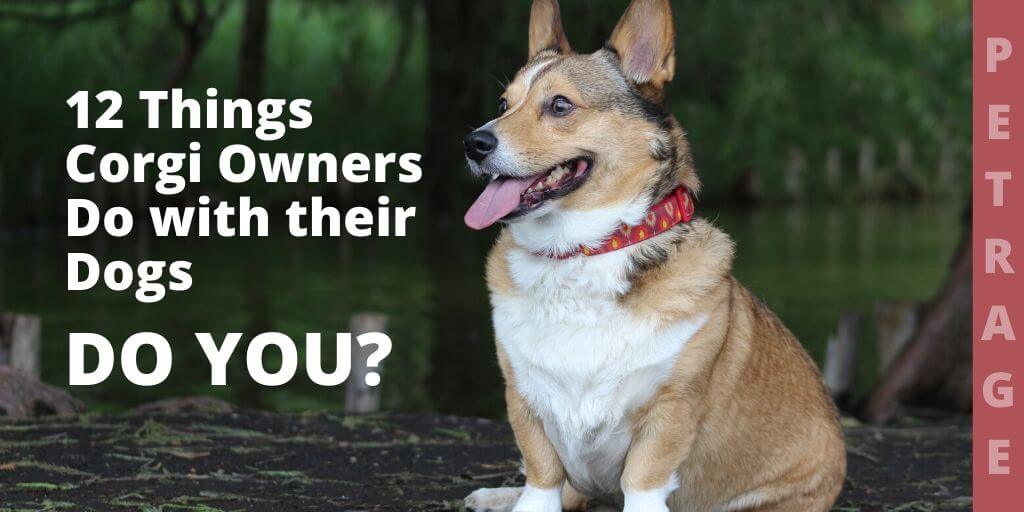 Corgi Owners-Do You Dog These Things With your Corgi? - PETRAGE
