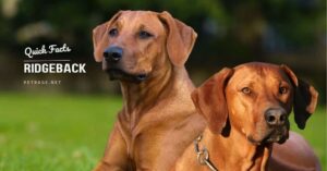 13 Interesting Facts about Rhodesian Ridgebacks