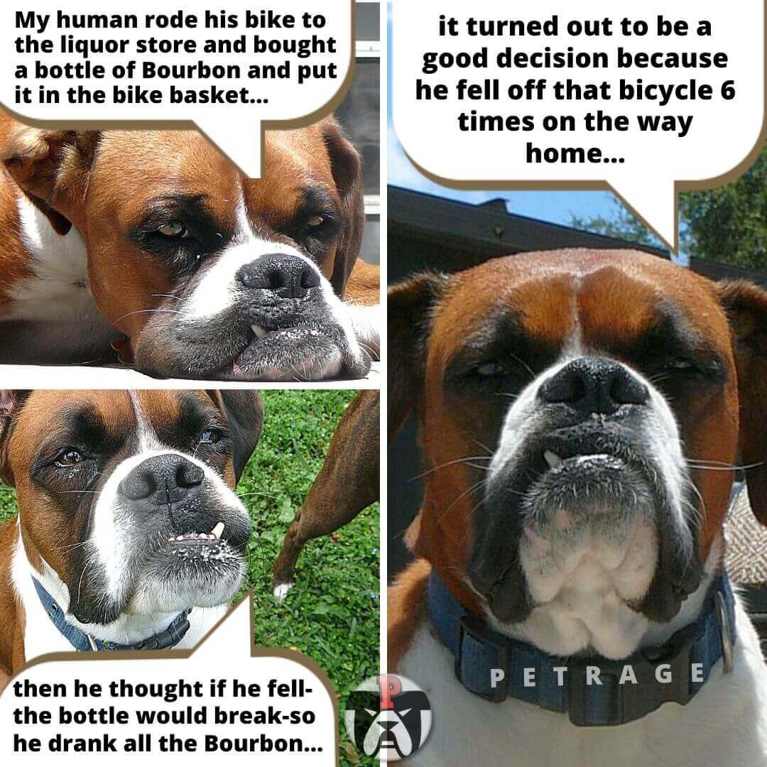 Sarcastic Boxer Dog Bicycle Bourbon Meme - PETRAGE