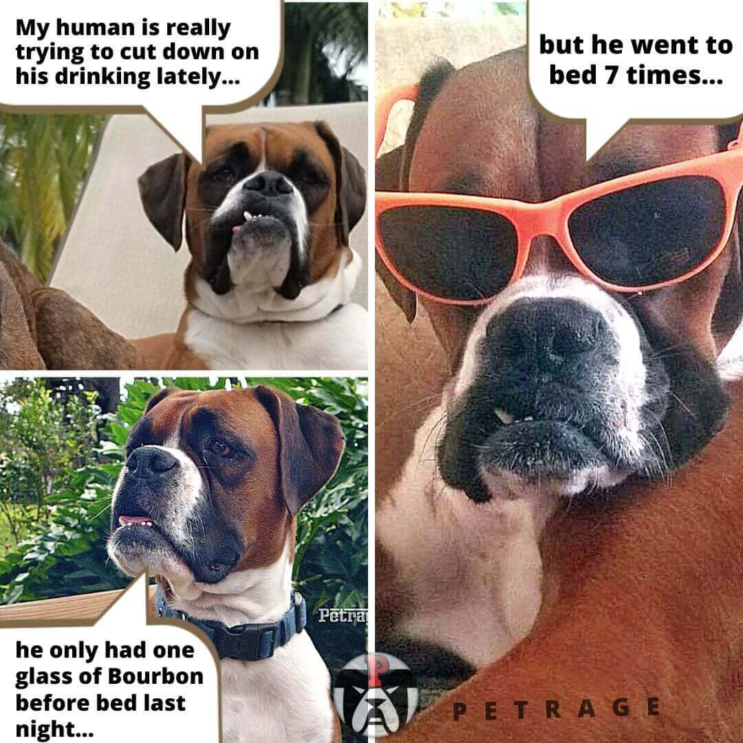 Sarcastic Boxer Dog Drinking Meme - PETRAGE