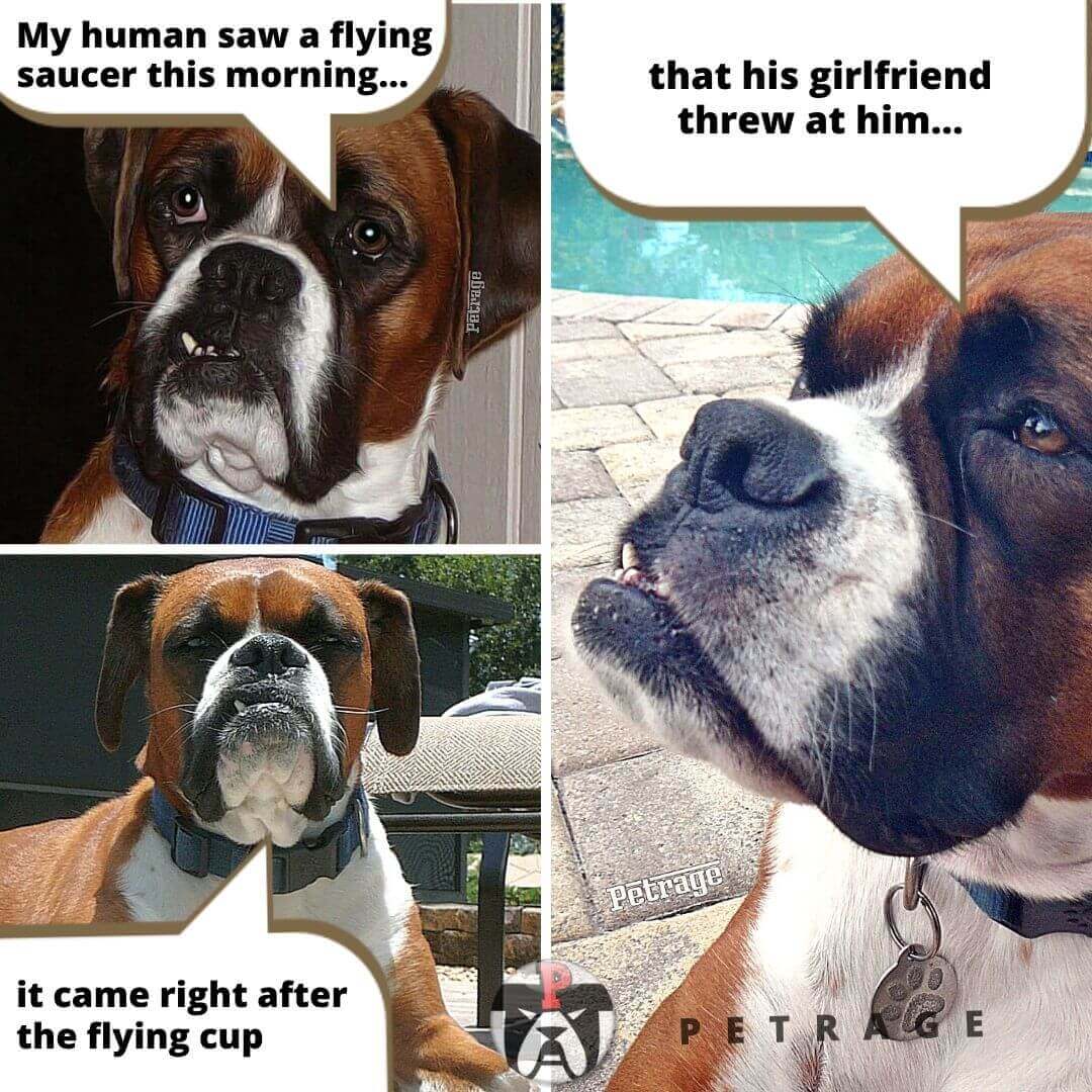 Sarcastic Boxer Dog Flying Saucer Meme - PETRAGE