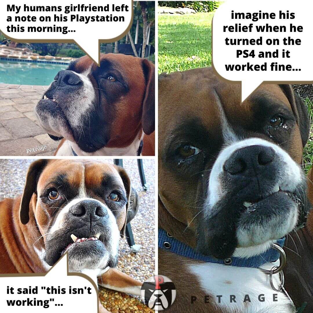 Sarcastic Boxer Dog Playstation Meme - PETRAGE