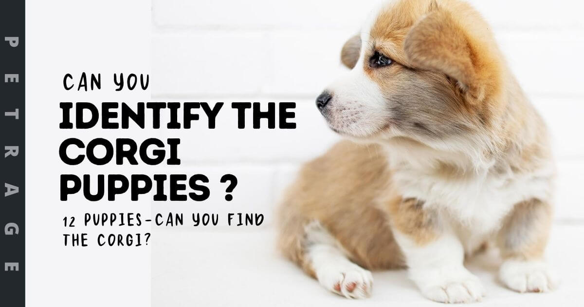 Can You Identify the Corgi Puppies? - PETRAGE