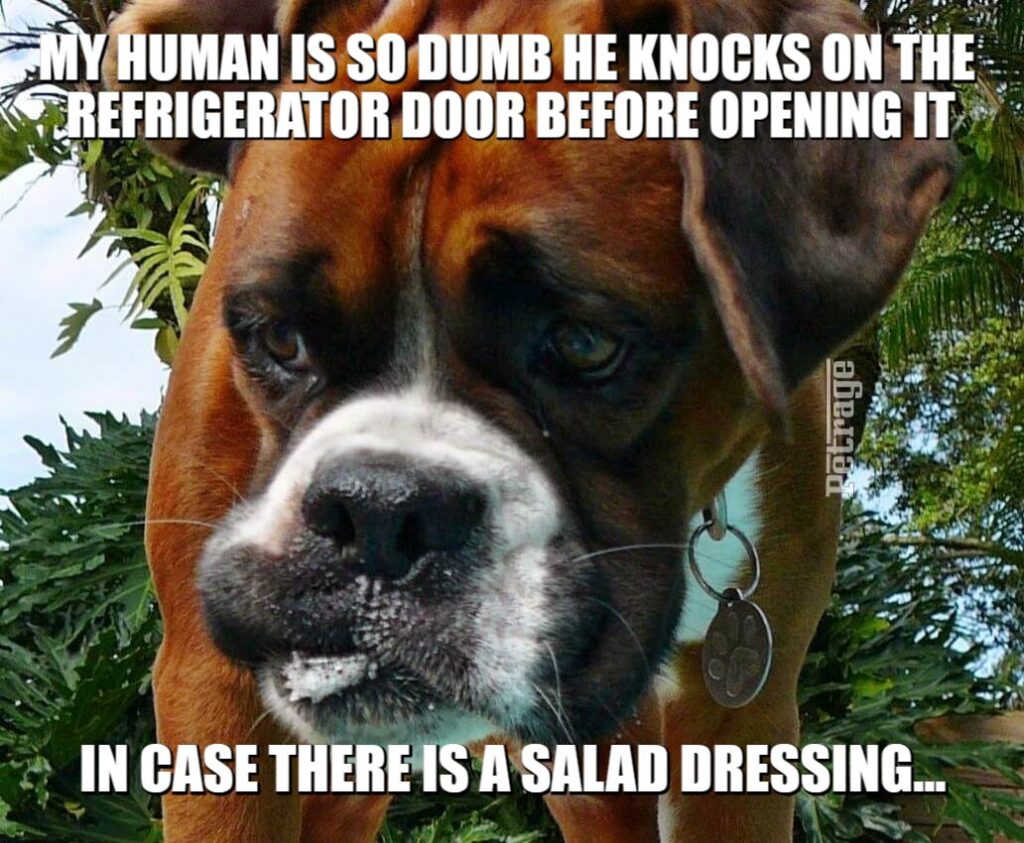 Sarcastic Boxer Dog Salad Dressing Meme - PETRAGE