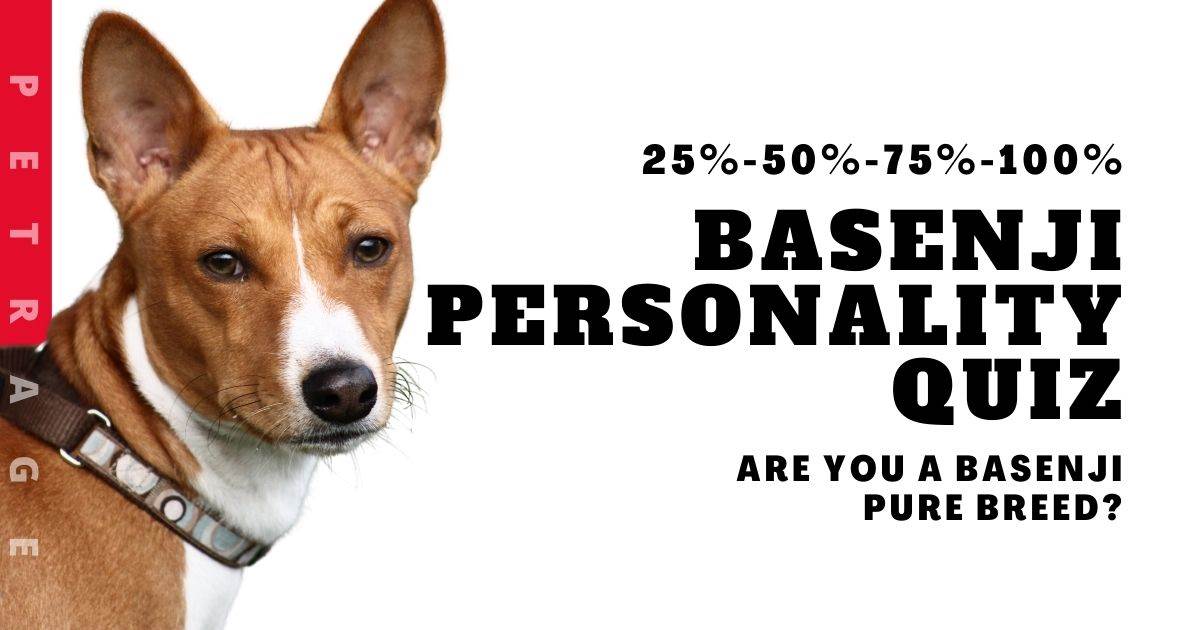 Human Brain Quiz - PETRAGE