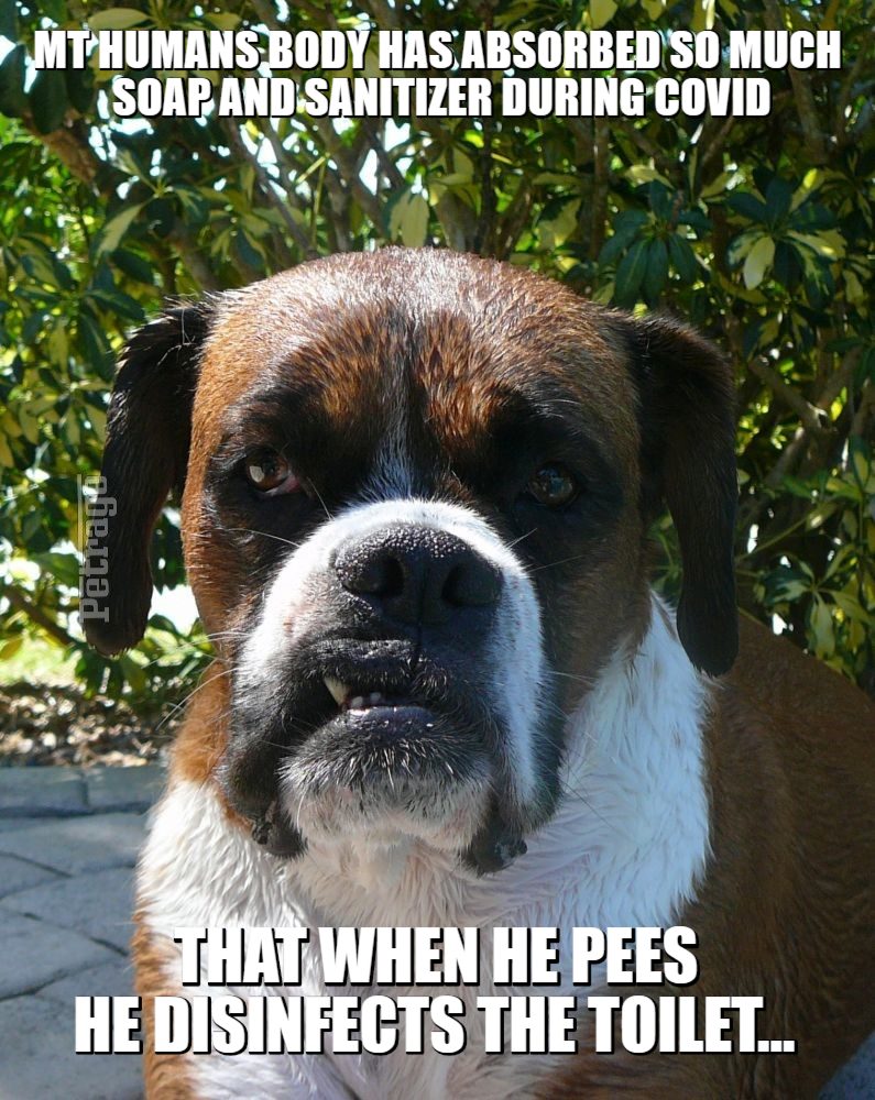 Sarcastic Boxer Dog Disinfectant Meme - PETRAGE
