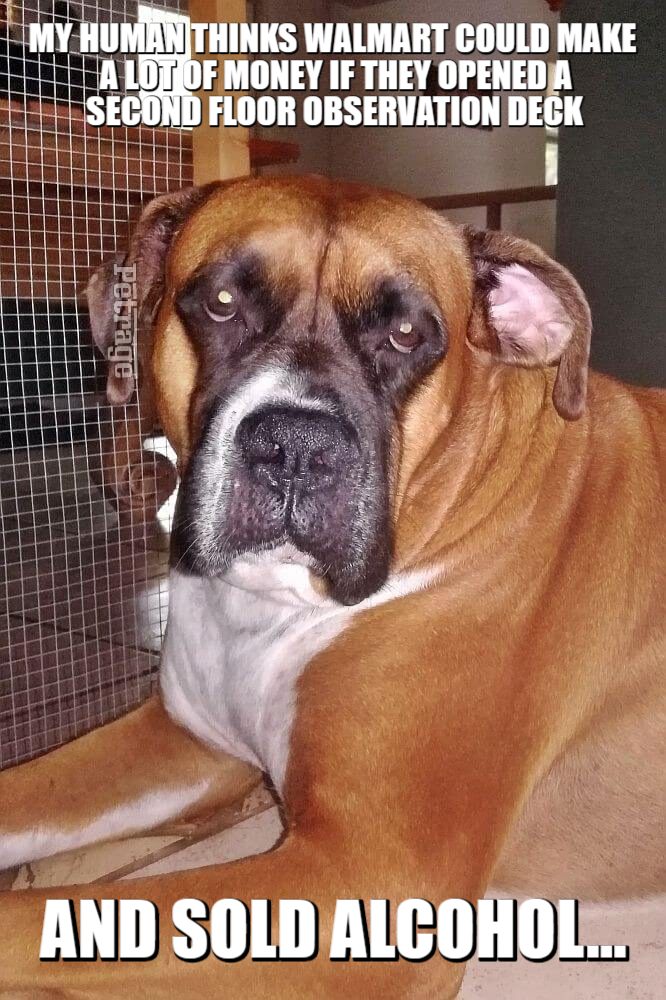 Sarcastic Boxer Dog Walmart Meme - PETRAGE