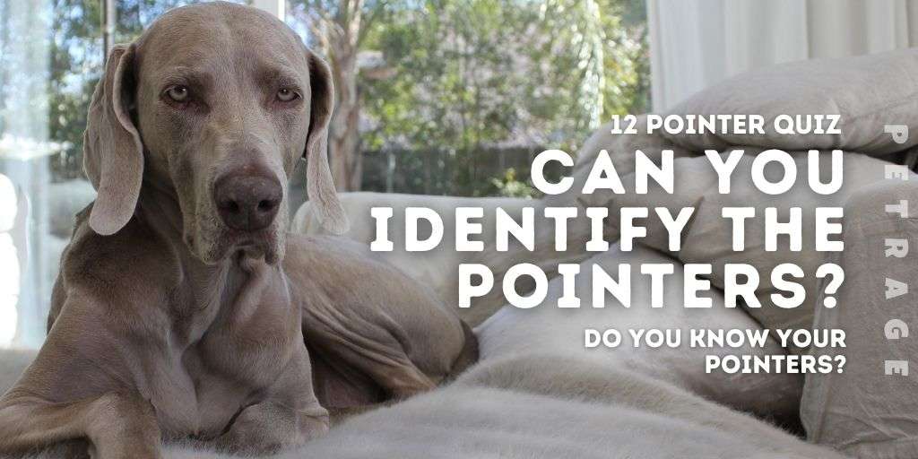 Can You Identify the Pointers? - PETRAGE