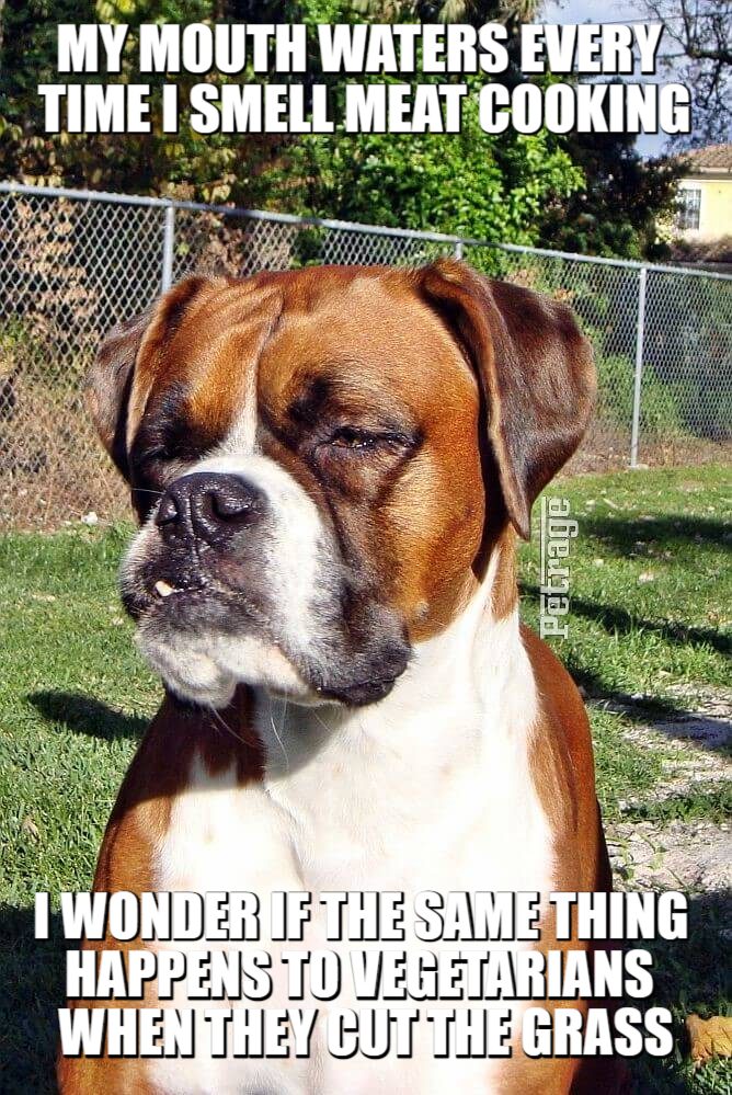 Sarcastic Boxer Dog Vegetarian Meme - PETRAGE