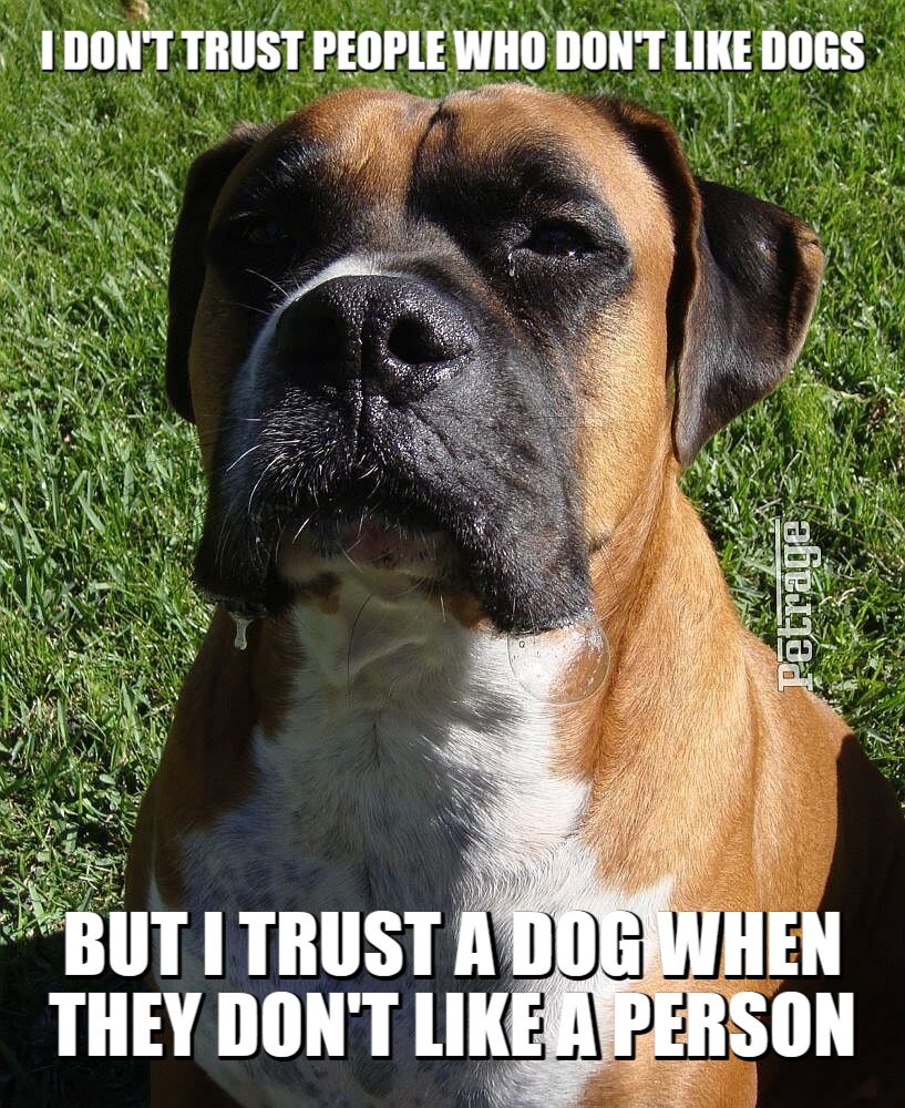 Sarcastic Boxer Dog Constipation Meme - PETRAGE