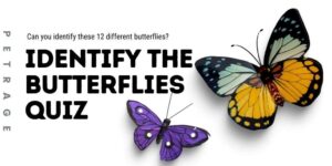 Identify the Butterflies Quiz: Test Your Butterfly Knowledge