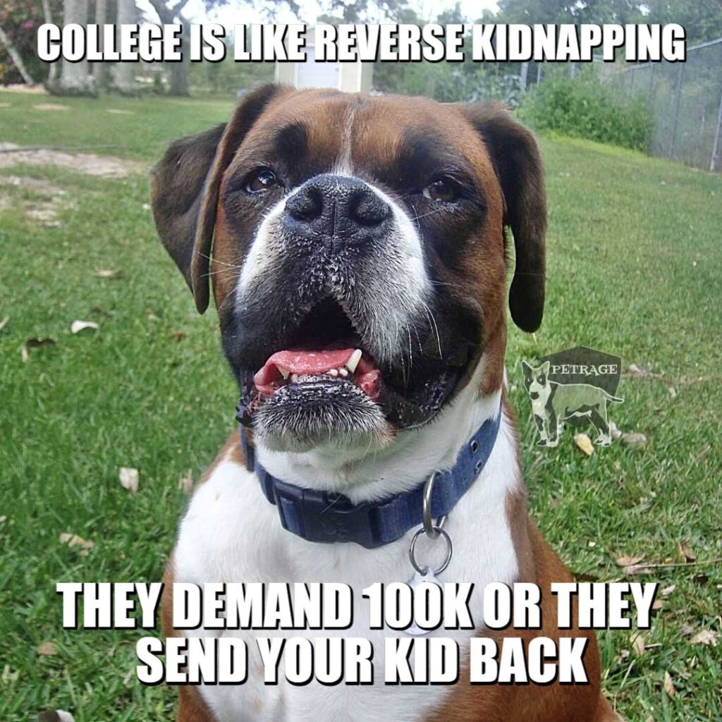 Sarcastic Boxer Dog College Meme - PETRAGE