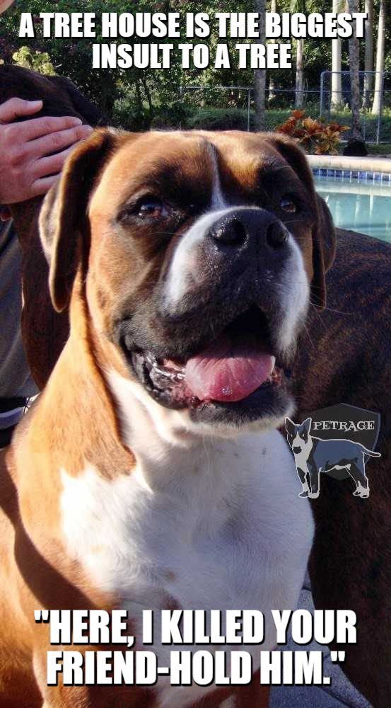 Sarcastic Boxer Dog Lazy Weekend Meme - PETRAGE