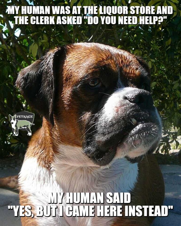Funny - Sarcastic - Shocking Dog Memes