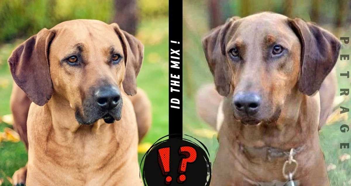 13 Interesting Facts about Rhodesian Ridgebacks - PETRAGE