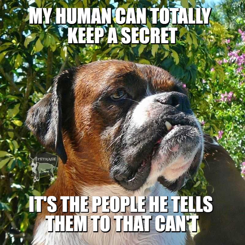 Sarcastic Boxer Dog Keep a Secret Meme