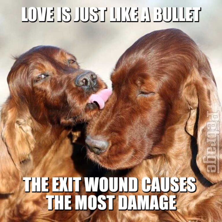 Sparks with another Shocking, Sarcastic Meme