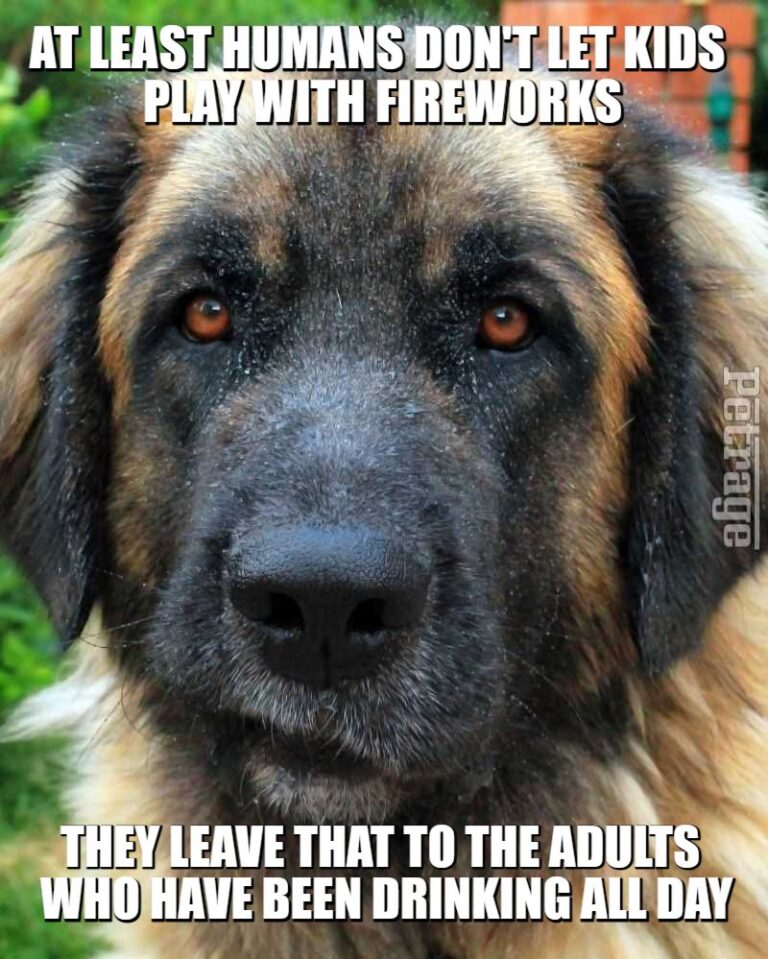 Leonberger Fireworks Meme