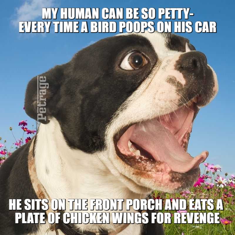 Old Human Dog Meme - PETRAGE