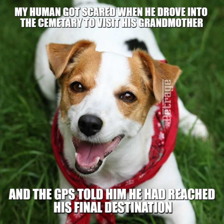 Funny Boxer Dog Burrito Meme - PETRAGE